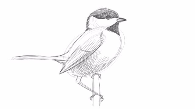 How To Draw A Chickadee