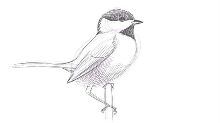 How To Draw A Chickadee