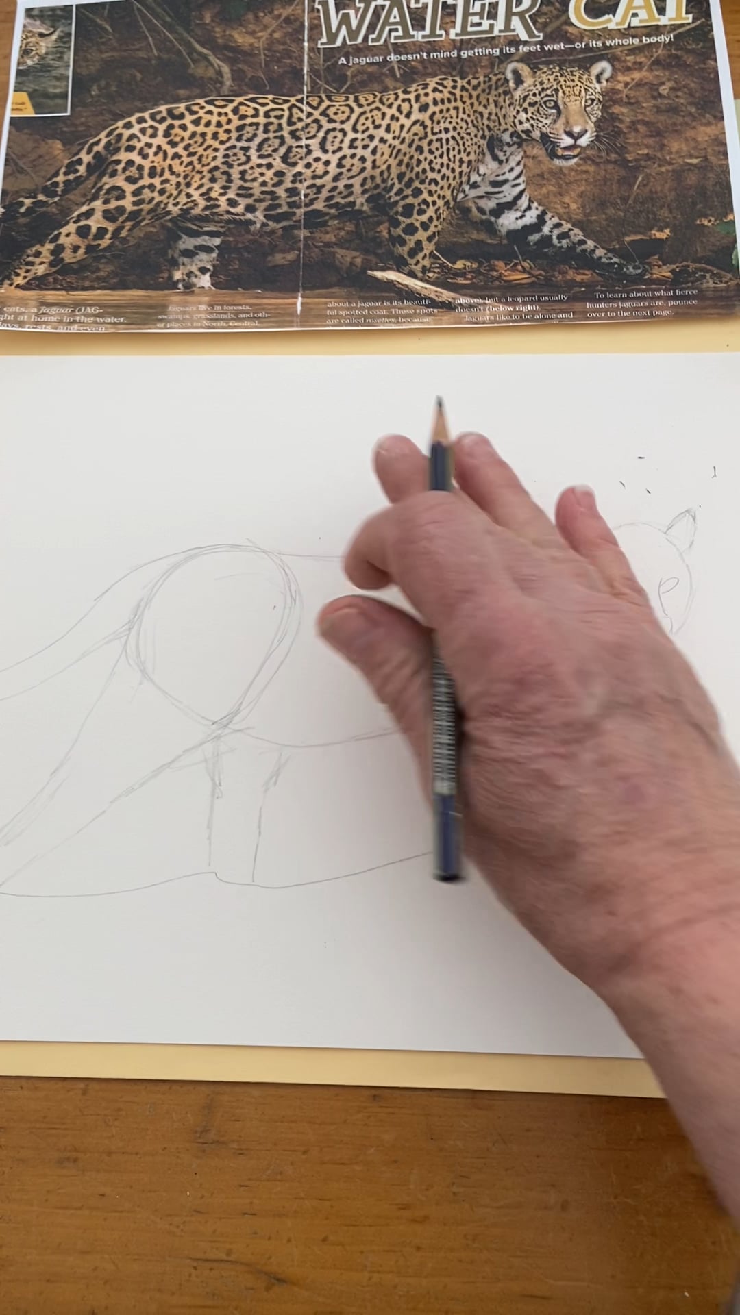 Animal Study Watercolor on Vimeo