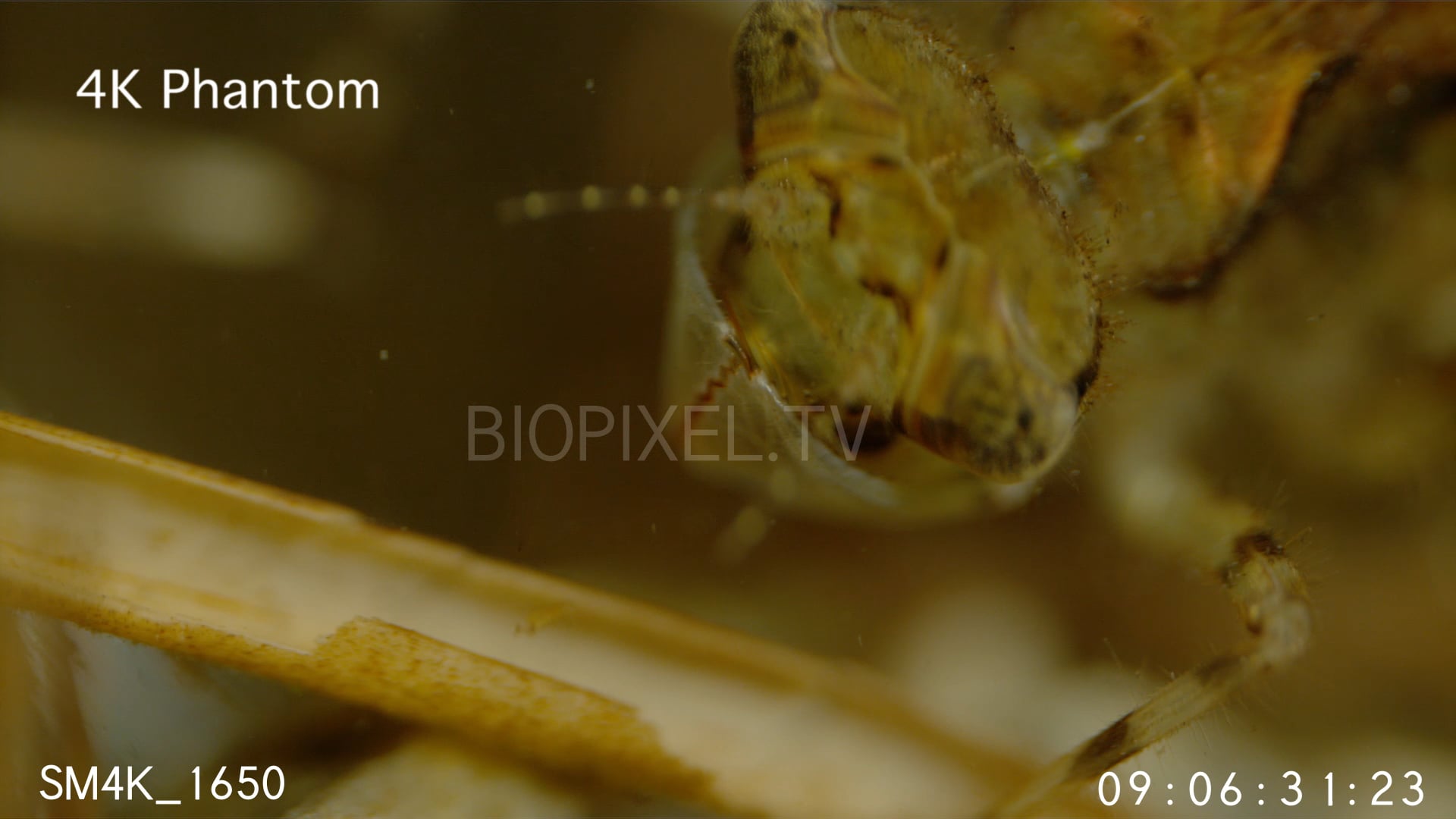 4K Insects Mosquito - Dragonfly nymph feeding on mosquito larvae slow ...