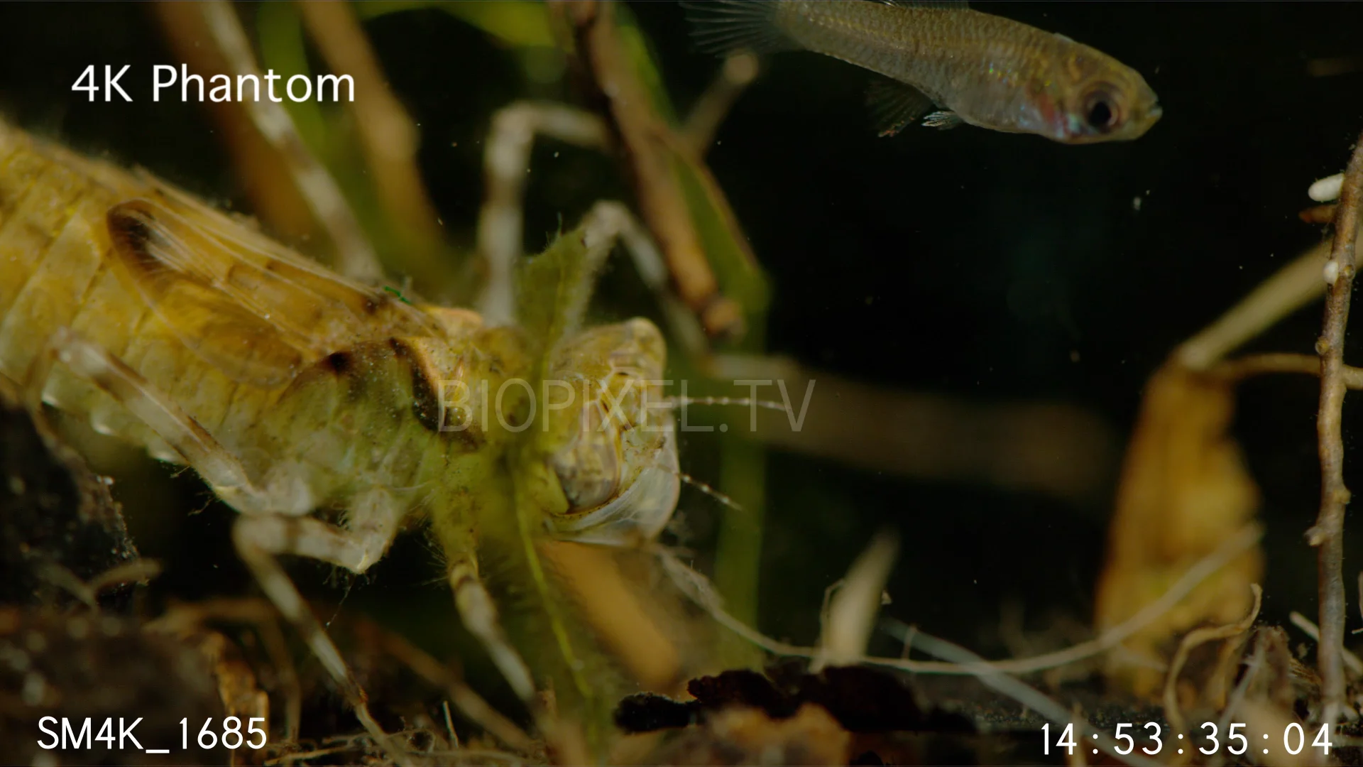 4K Baby Animals - Dragonfly nymph feeding on small fish larvae slow ...