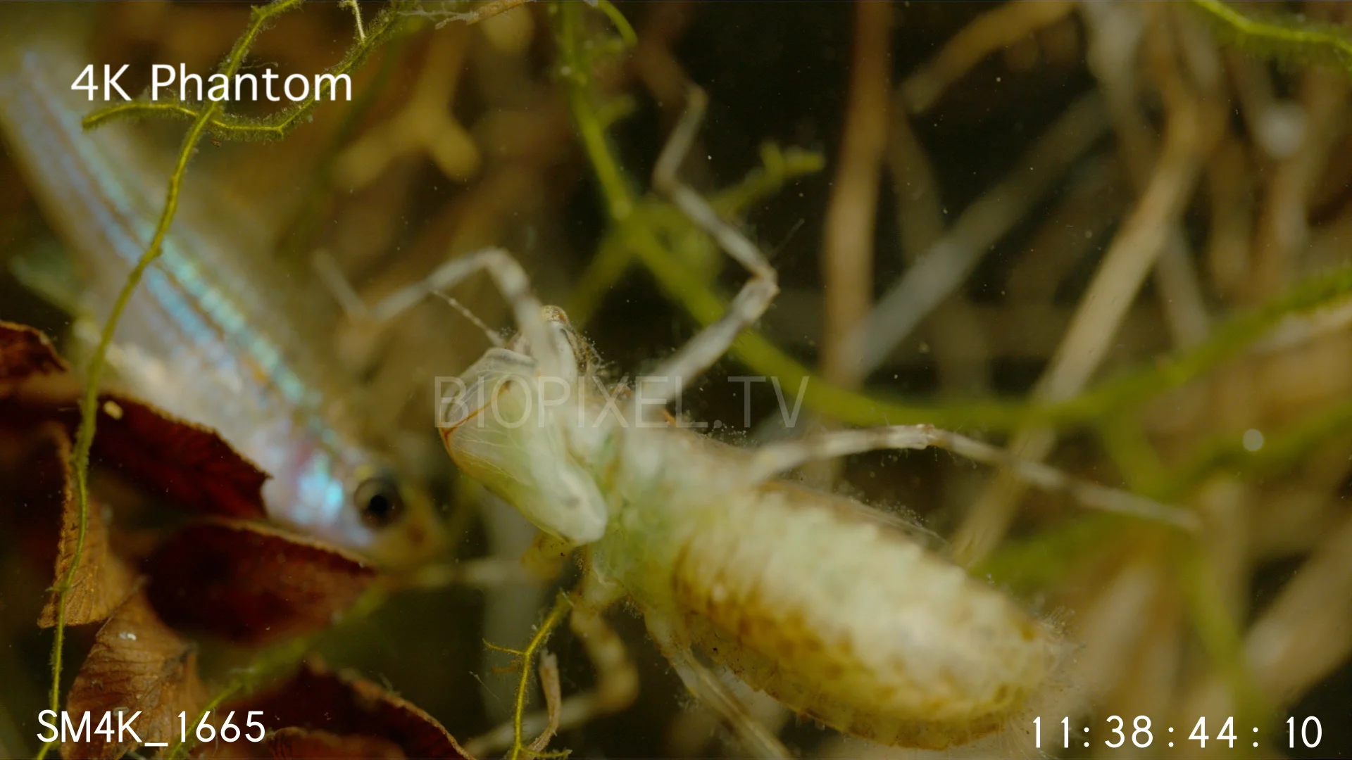 4K Baby Animals - Dragonfly nymph feeding on small fish larvae slow ...