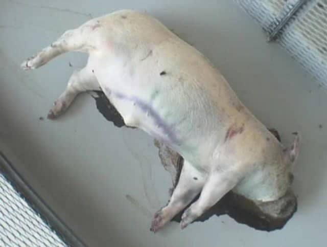 Time lapse of a dead pig decaying on Vimeo