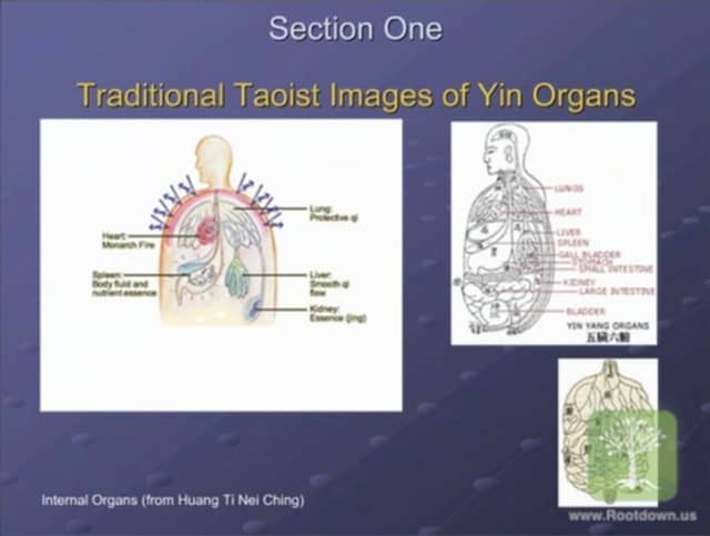 Meditation: Yin Organs, Section One: Outline of Six Yin Organs with Dr ...