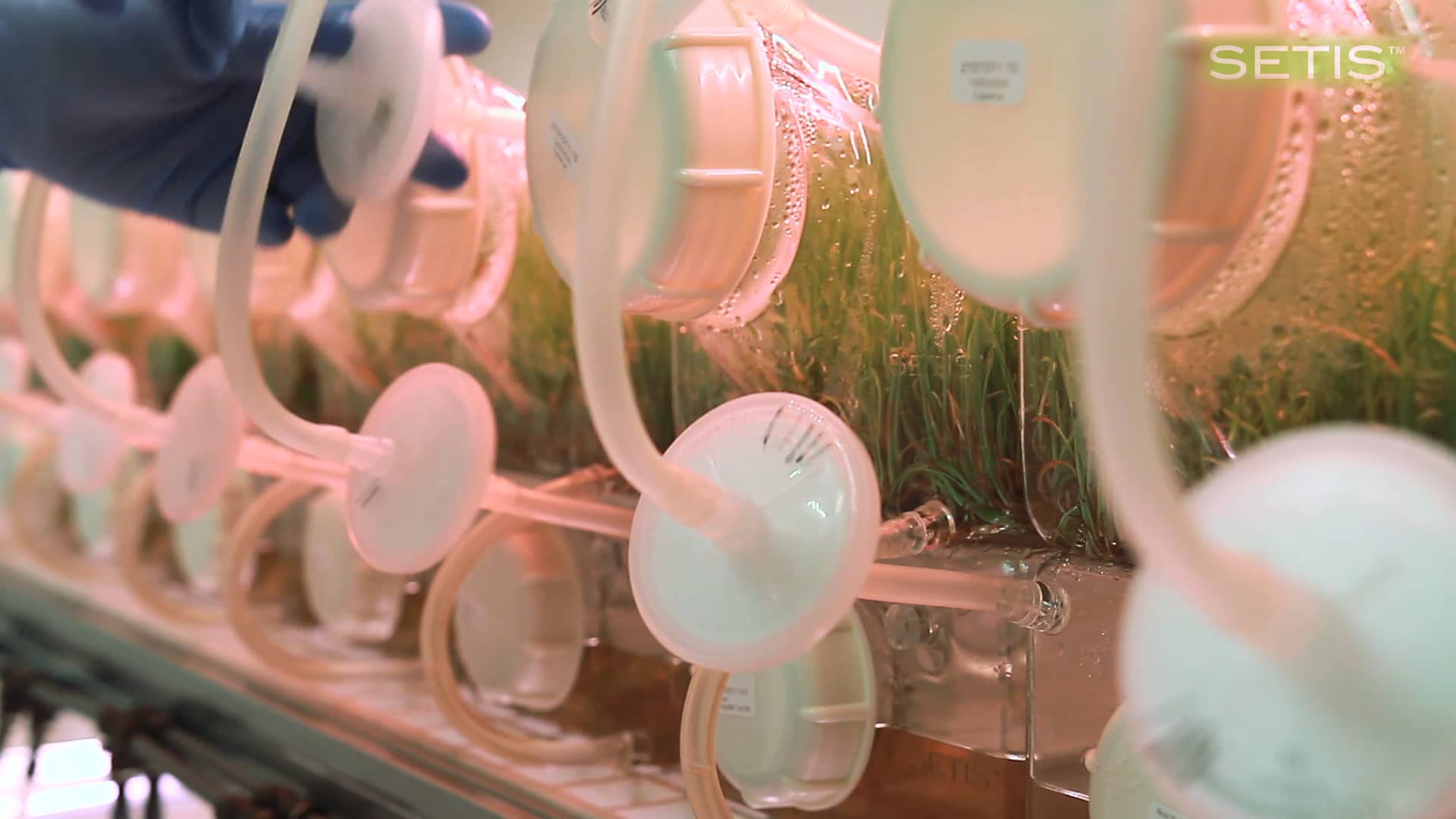 SETIS™ _Bioreactor_Chufa_Cyperus on Vimeo