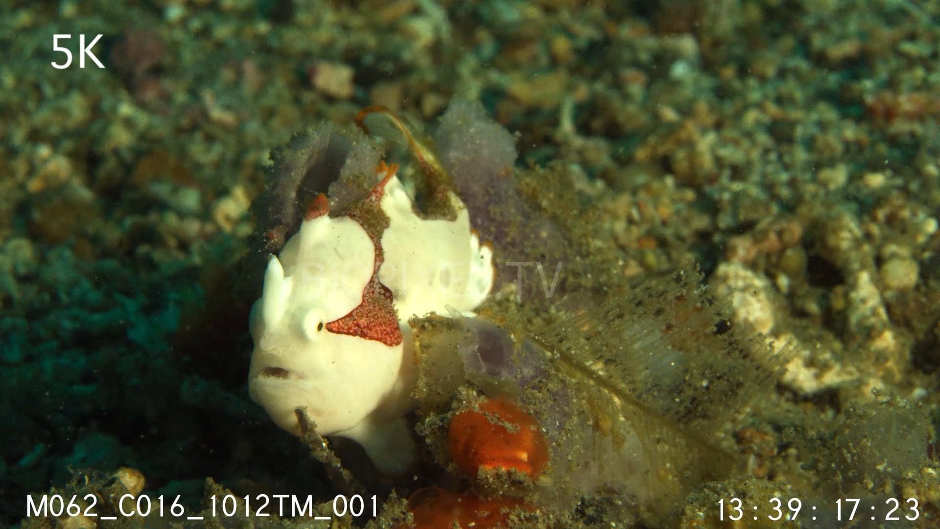 Fish - Anglerfish - Juvenile warty frogfish 5K on Vimeo