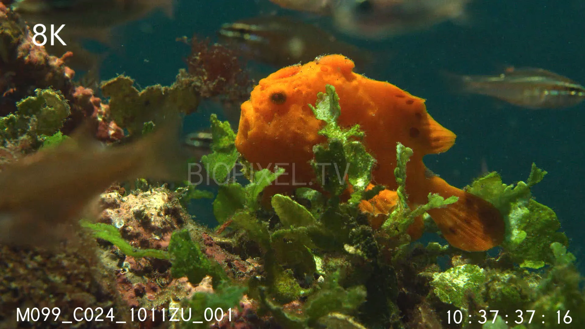 Fish - Anglerfish - Orange frogfish 8K on Vimeo