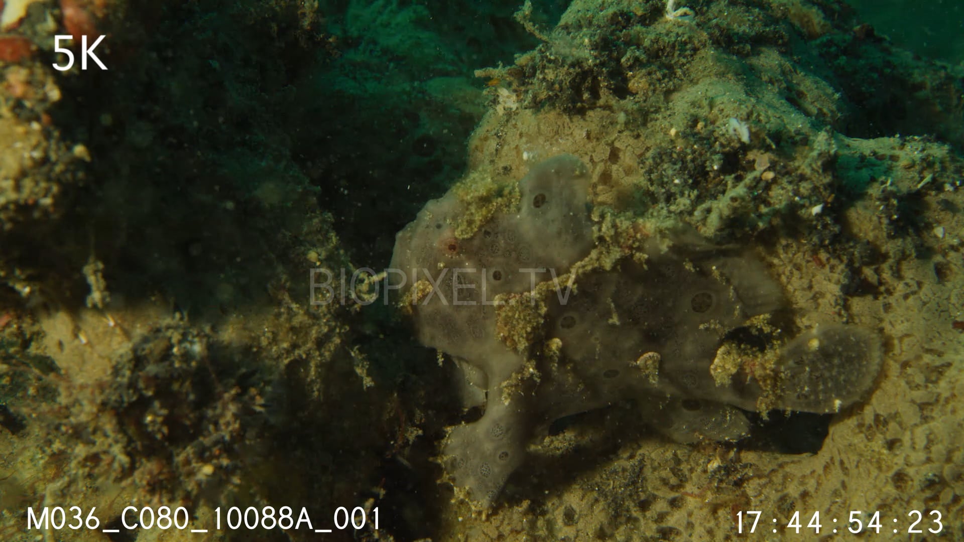 4K Camouflage - Anglerfish - Sponge frogfish 5K on Vimeo