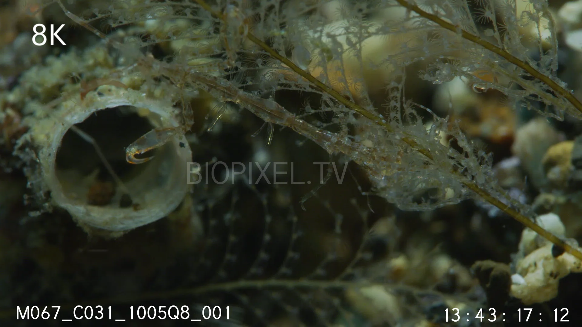 Crustaceans - Skeleton shrimp on seagrass 8K on Vimeo