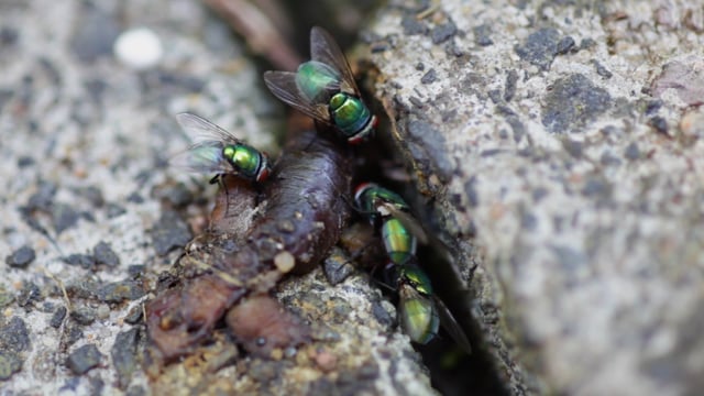 Flying, Insects, Macro. Free Stock Video - Pixabay
