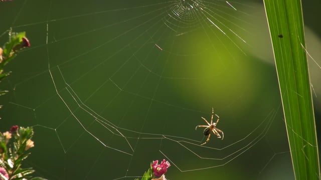 Spider Web Videos: Download 234+ Free 4K & HD Stock Footage Clips - Pixabay