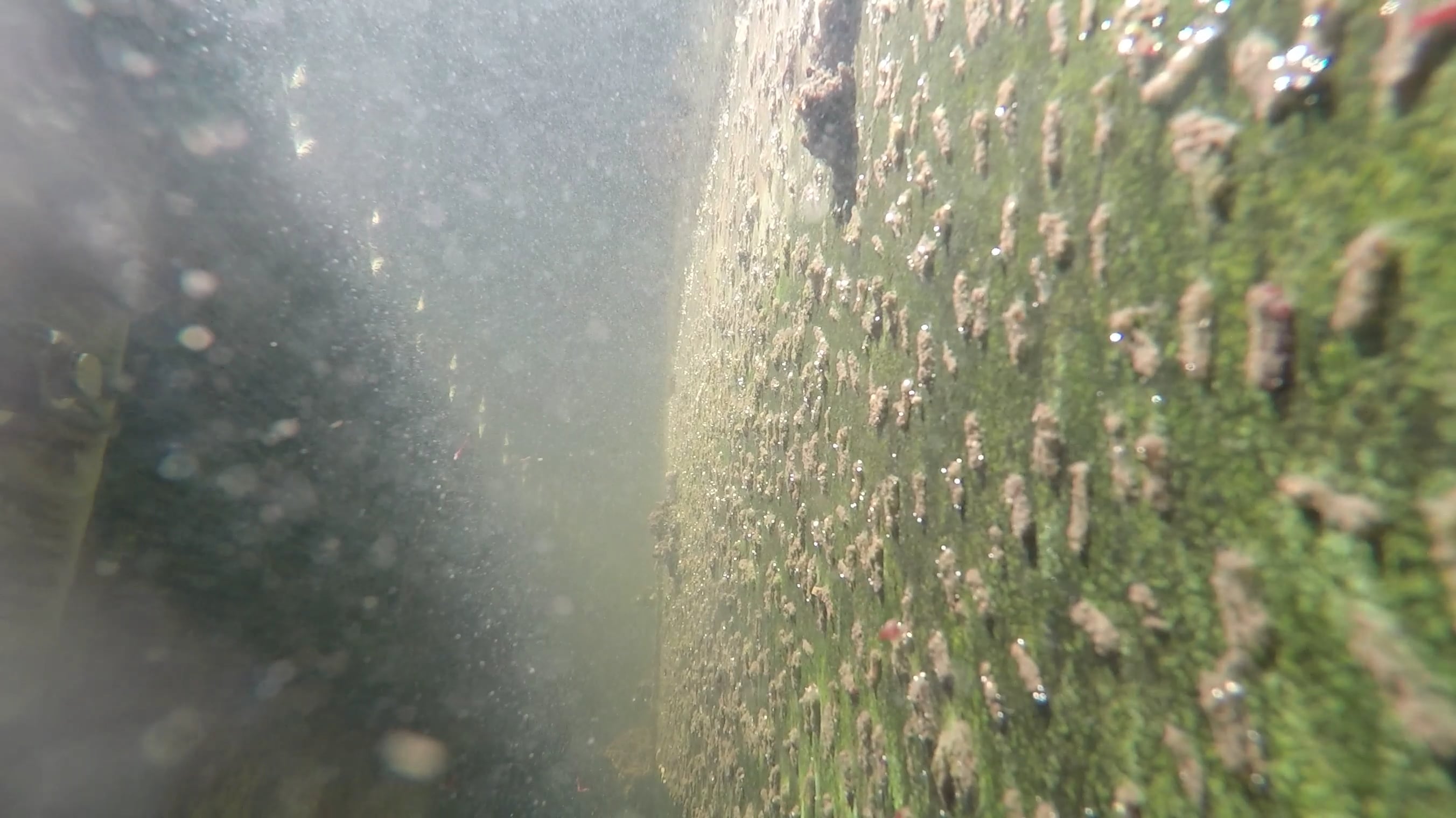 Pin-point floc and midge larve at effluent weir on Vimeo