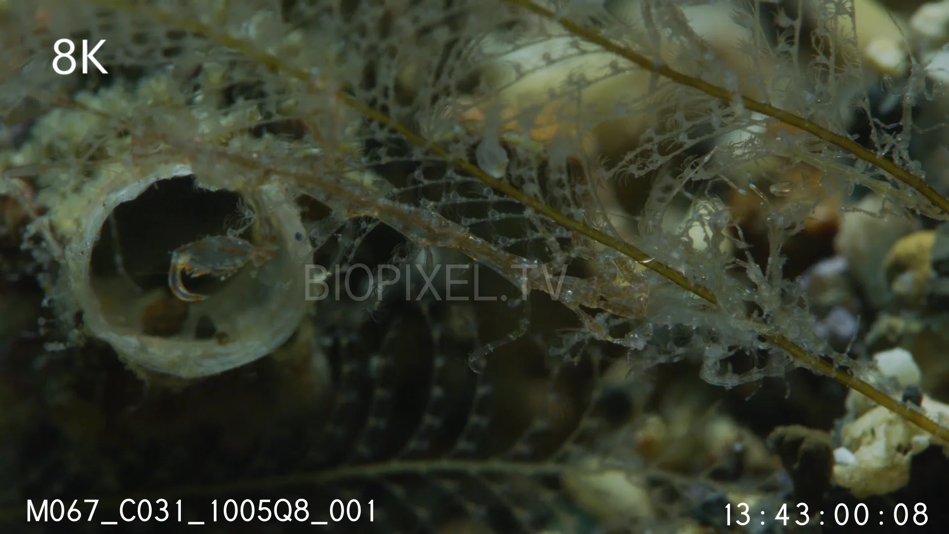 Crustaceans - Skeleton shrimp on seagrass 8K on Vimeo