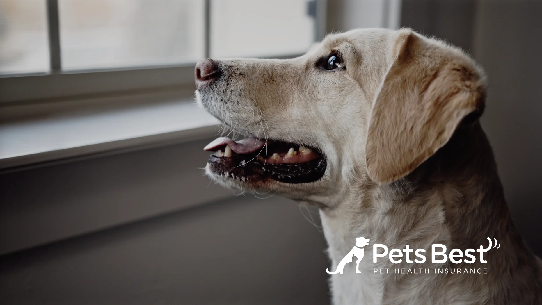 Pets Best "Love" :60 on Vimeo