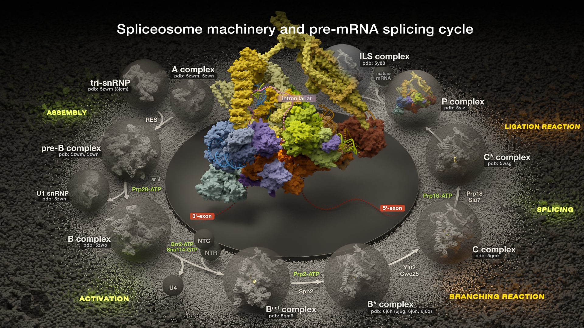 Molecular Mechanisms of Splicing: Spliceosome Machinery and Pre ...
