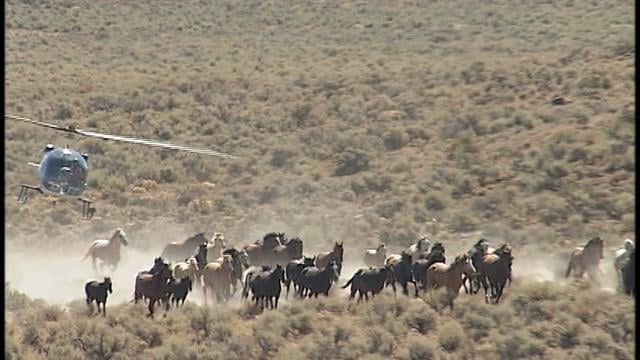 Wild Horses on Vimeo