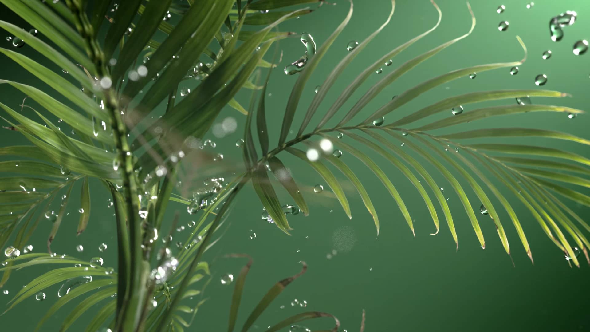 Plant Condensation on Vimeo
