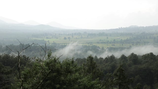 Michoacán Forest Mexico Time - Free video on Pixabay