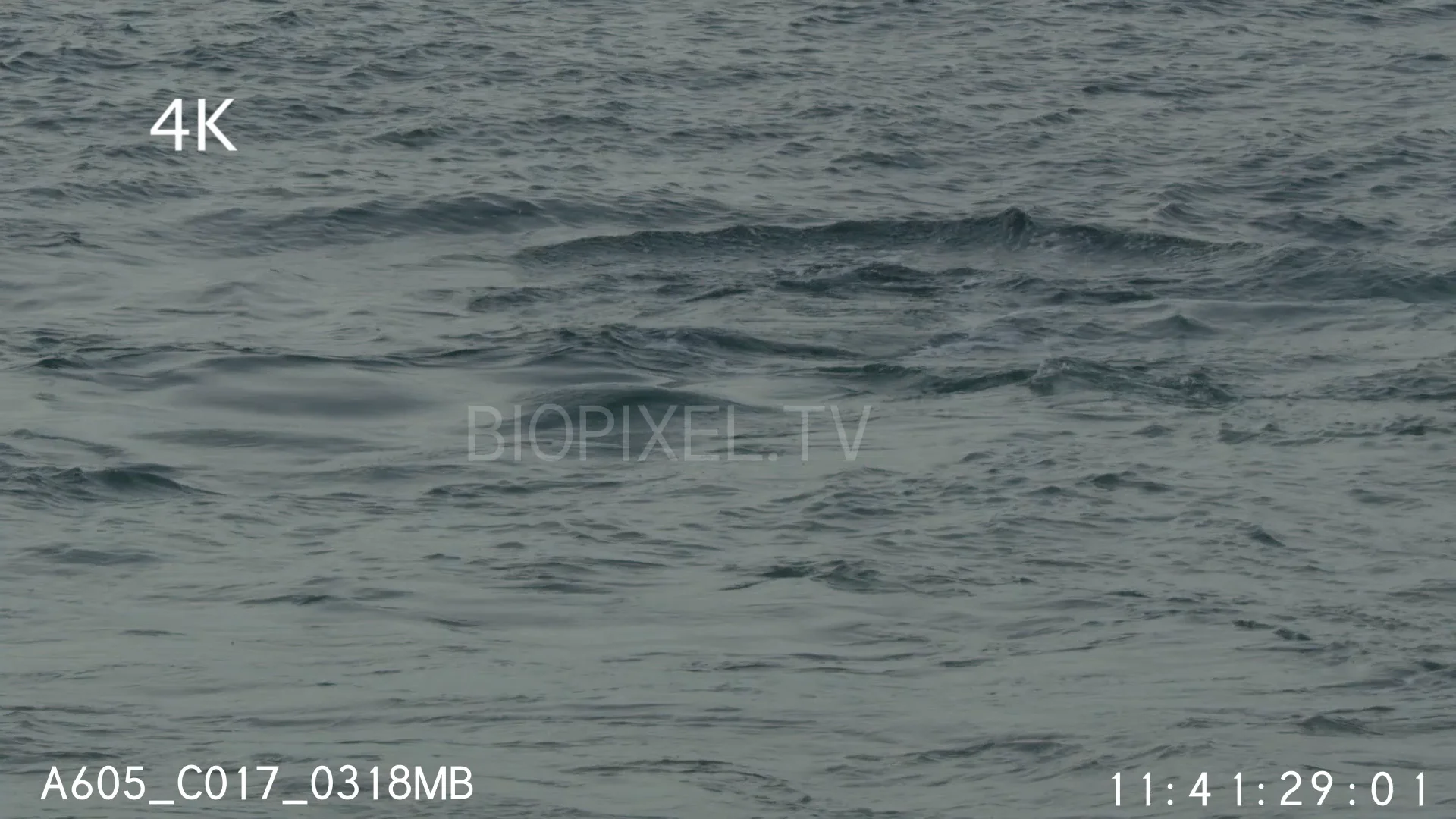 Marine Mammals - Orca stalking South American sea lions on beach slow ...