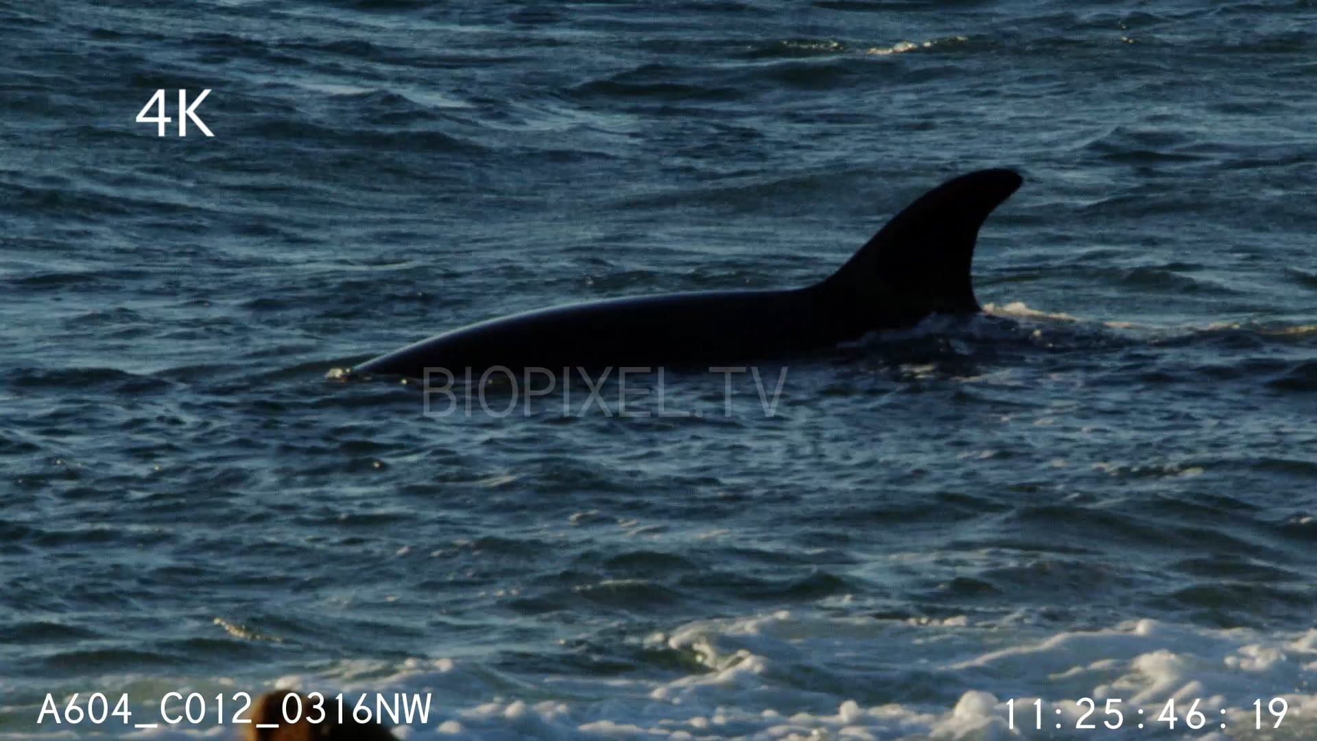 Marine Mammals - Orca stalking South American sea lions on beach slow ...