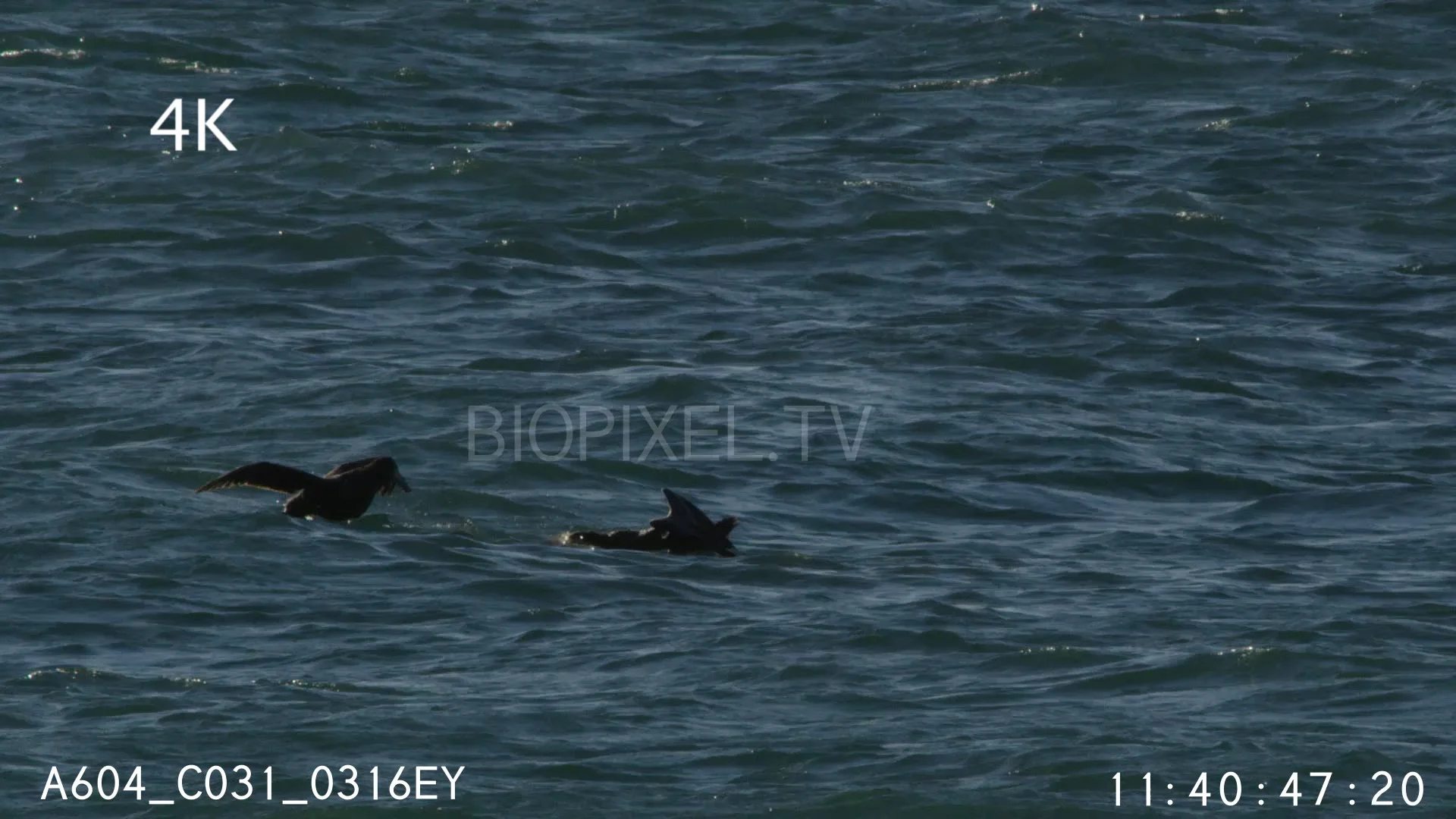 Marine Mammals - Orca pod feeding on seal lion carcass slow motion 120 ...