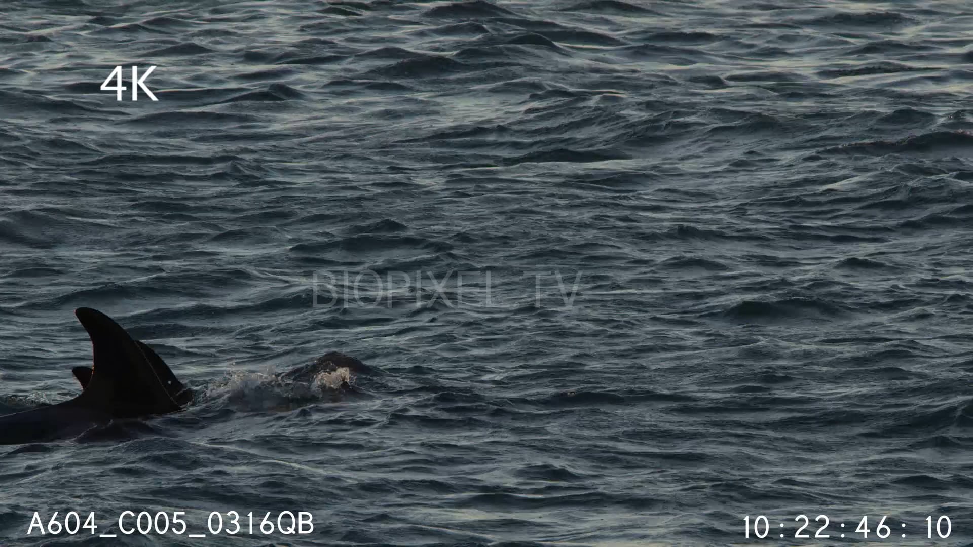 Marine Mammals - Orca pod feeding on seal lion carcass slow motion 120 ...