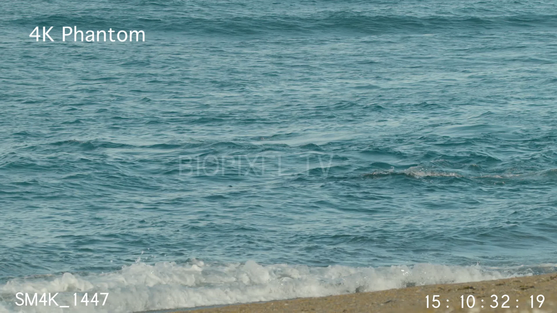 Marine Mammals - Orca stalking South American sea lions on beach slow ...