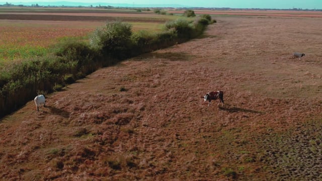 1+ Free Caw & Caws Videos, HD & 4K Clips - Pixabay