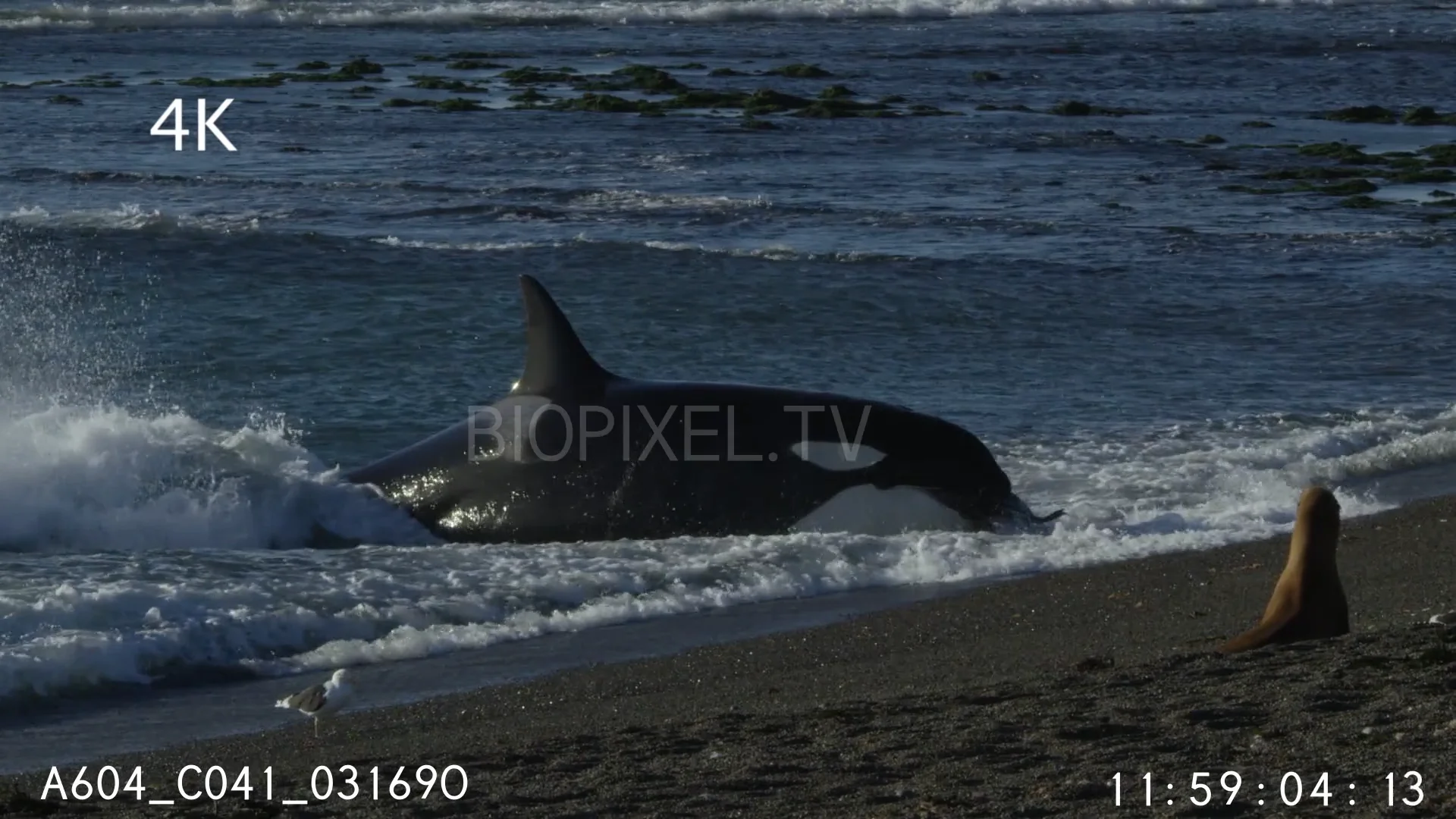 Marine Mammals - Orca attacking South American sea lion on beach slow ...