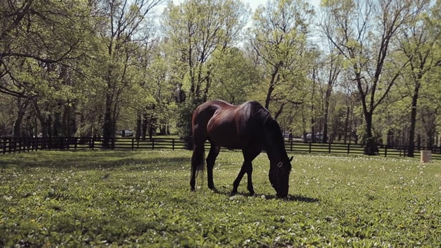 Visit - Spendthrift - A Kentucky Thoroughbred Stallion Farm