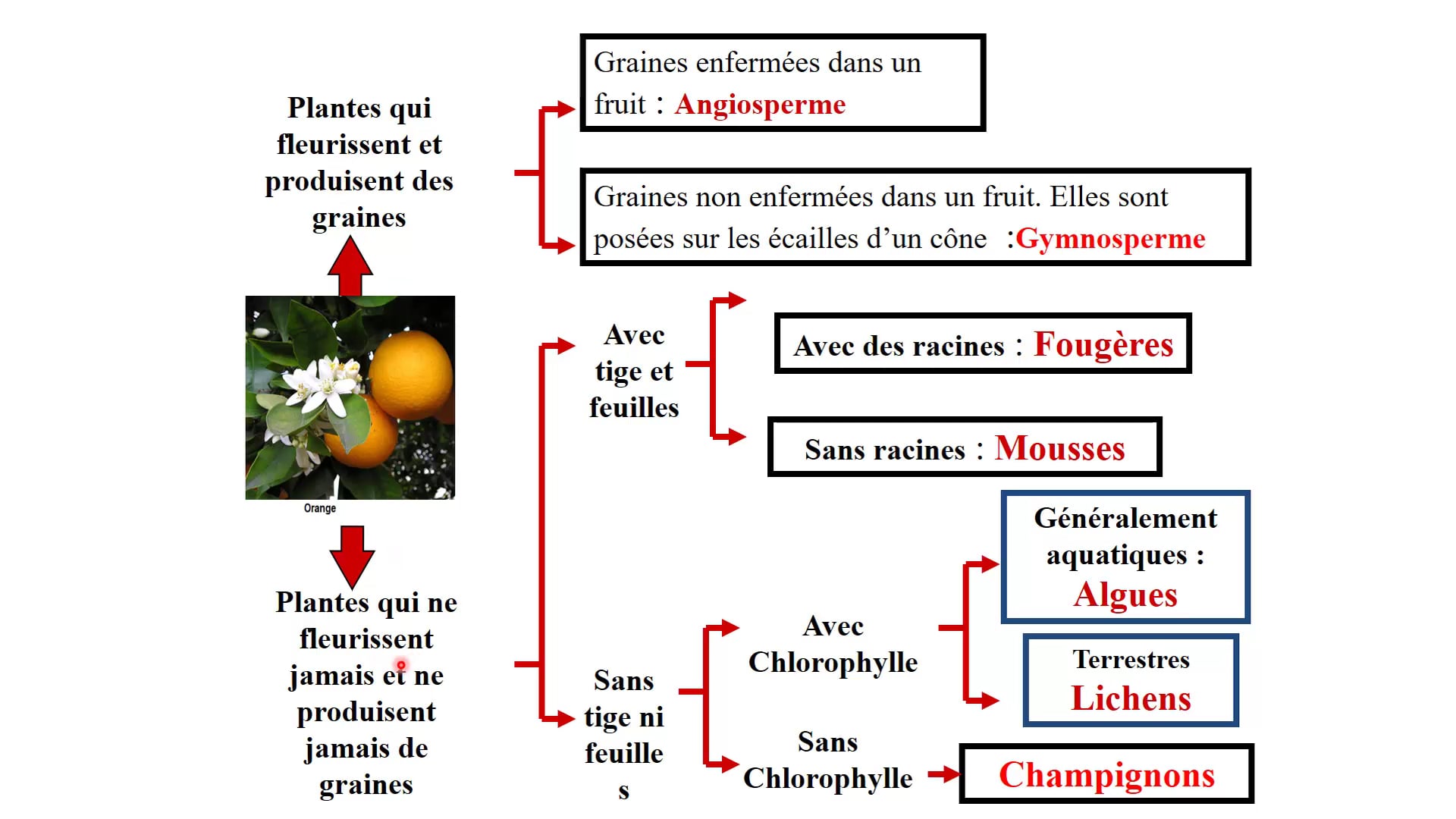 Classification des plantes on Vimeo