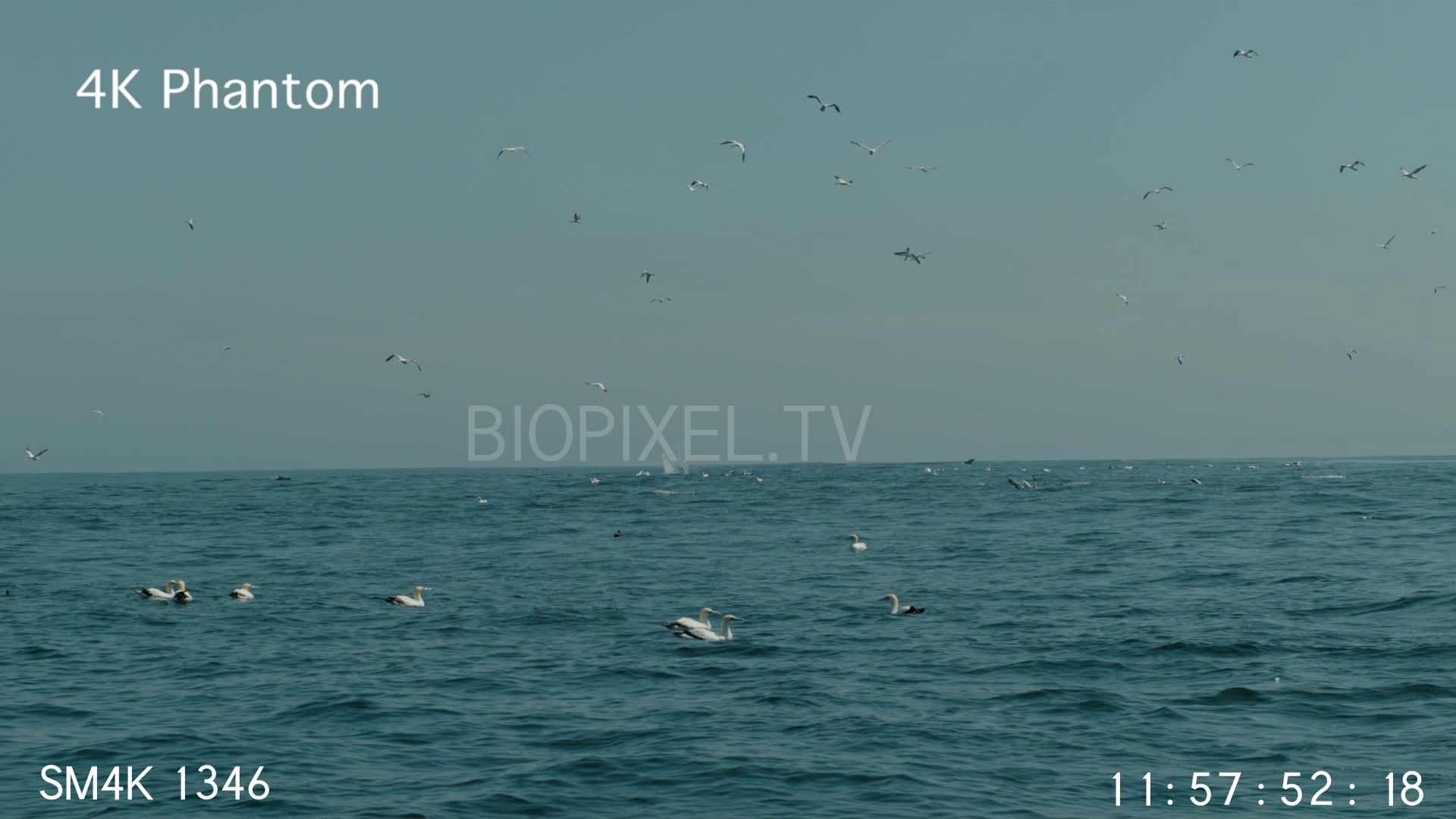 Bird Highspeed - Cape gannets feeding and super pod of common dolphins ...