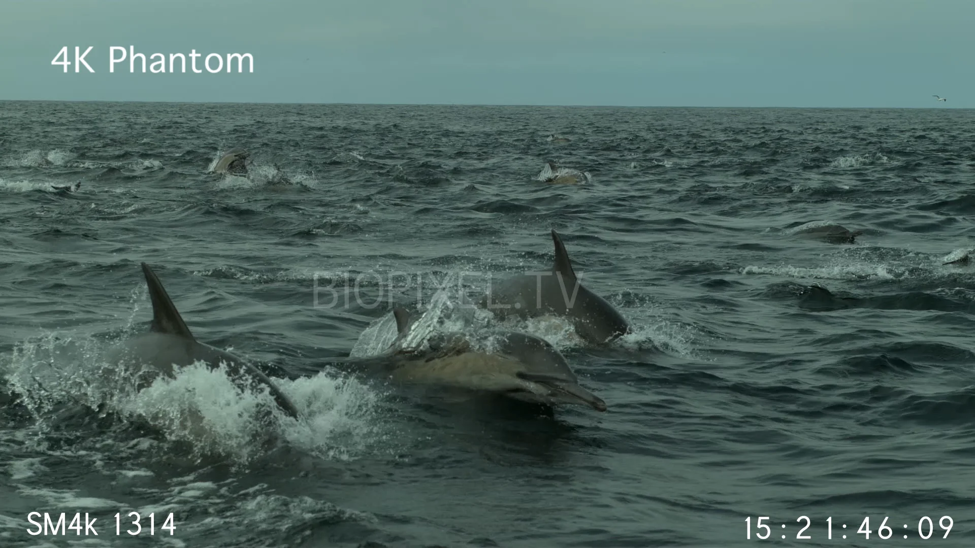 Marine Mammals - Super pod of common dolphin slow motion 500 frames per ...