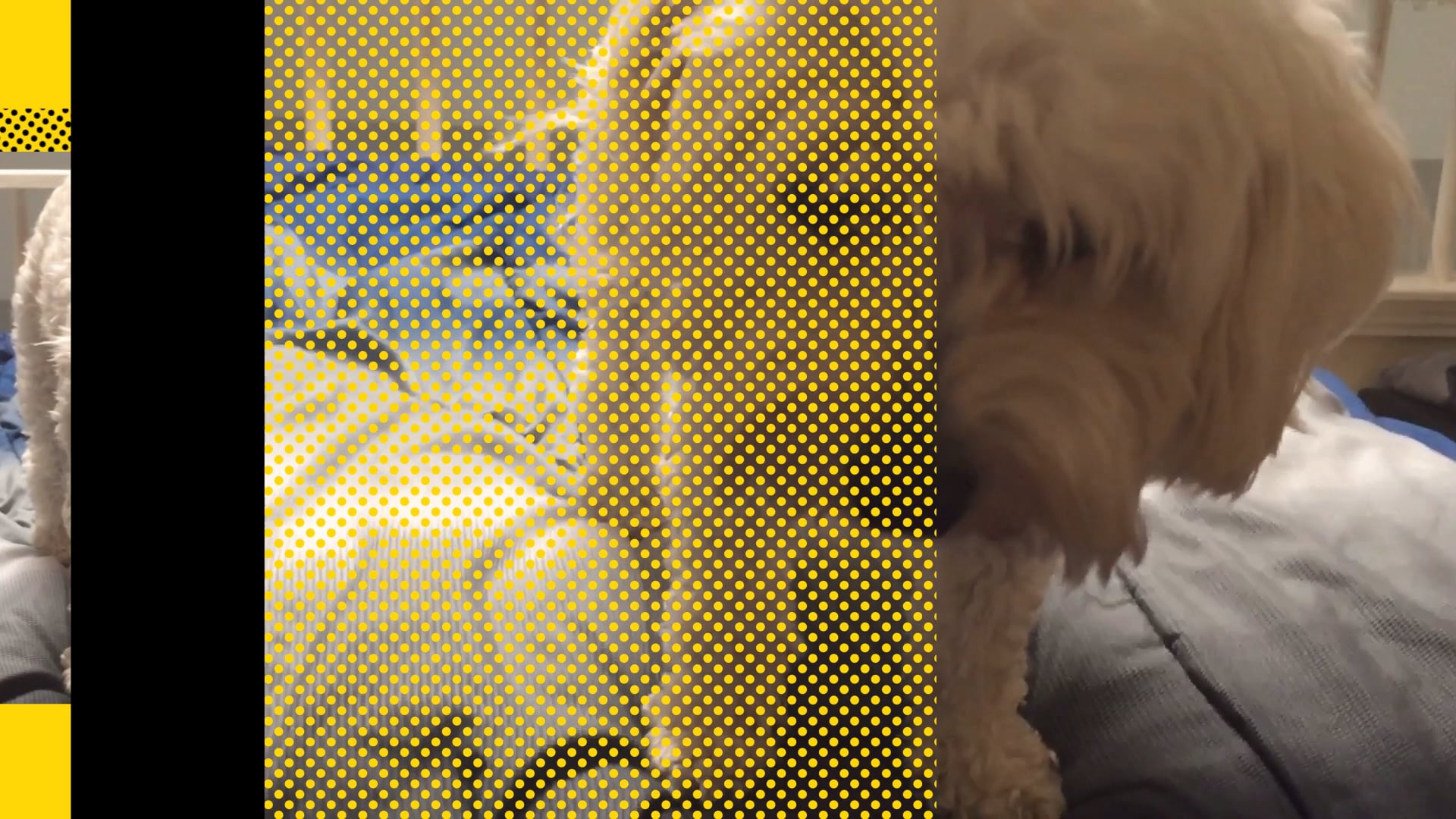 Daily Vlog 1 on Vimeo