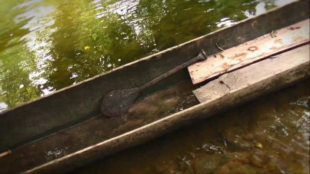 Poison Fishing with Barbasco Root on Vimeo