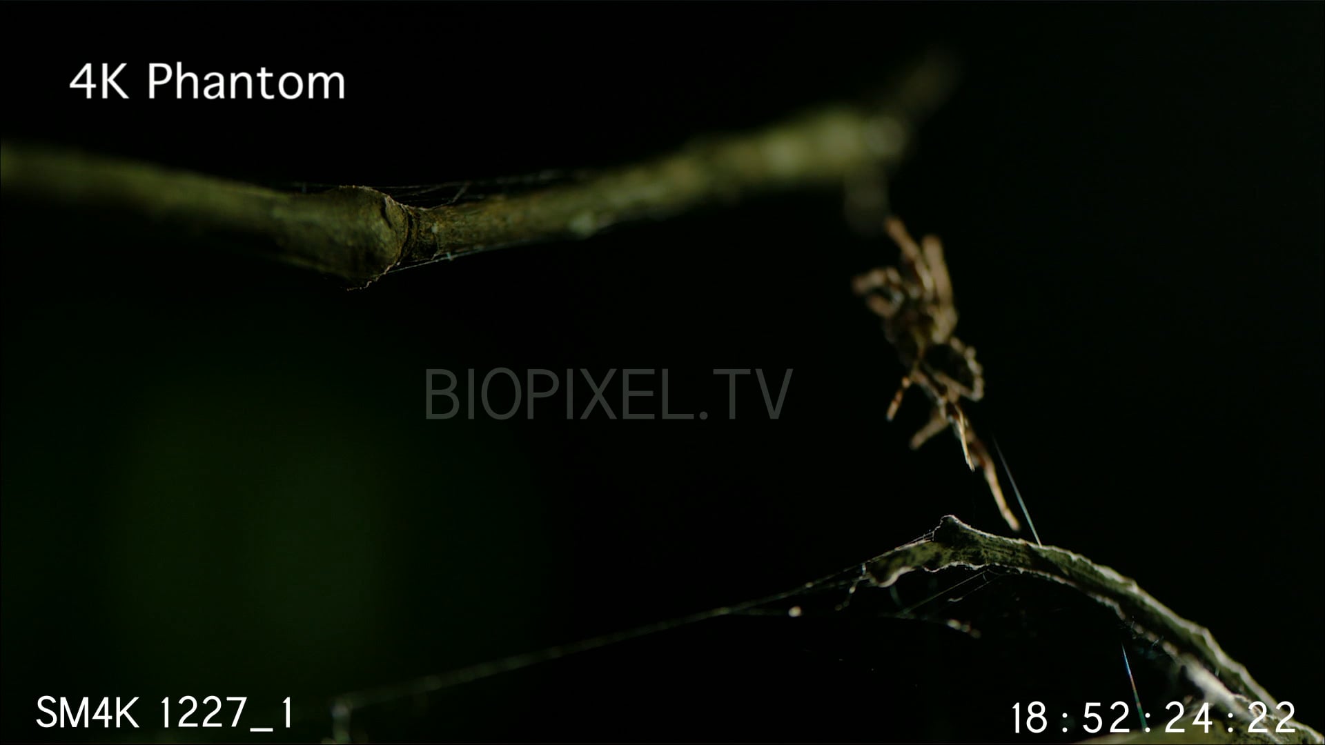 4K Spiders - Portia jumping spider jumping from branch to branch slow ...