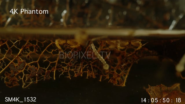 4K Insects Mosquito on Vimeo