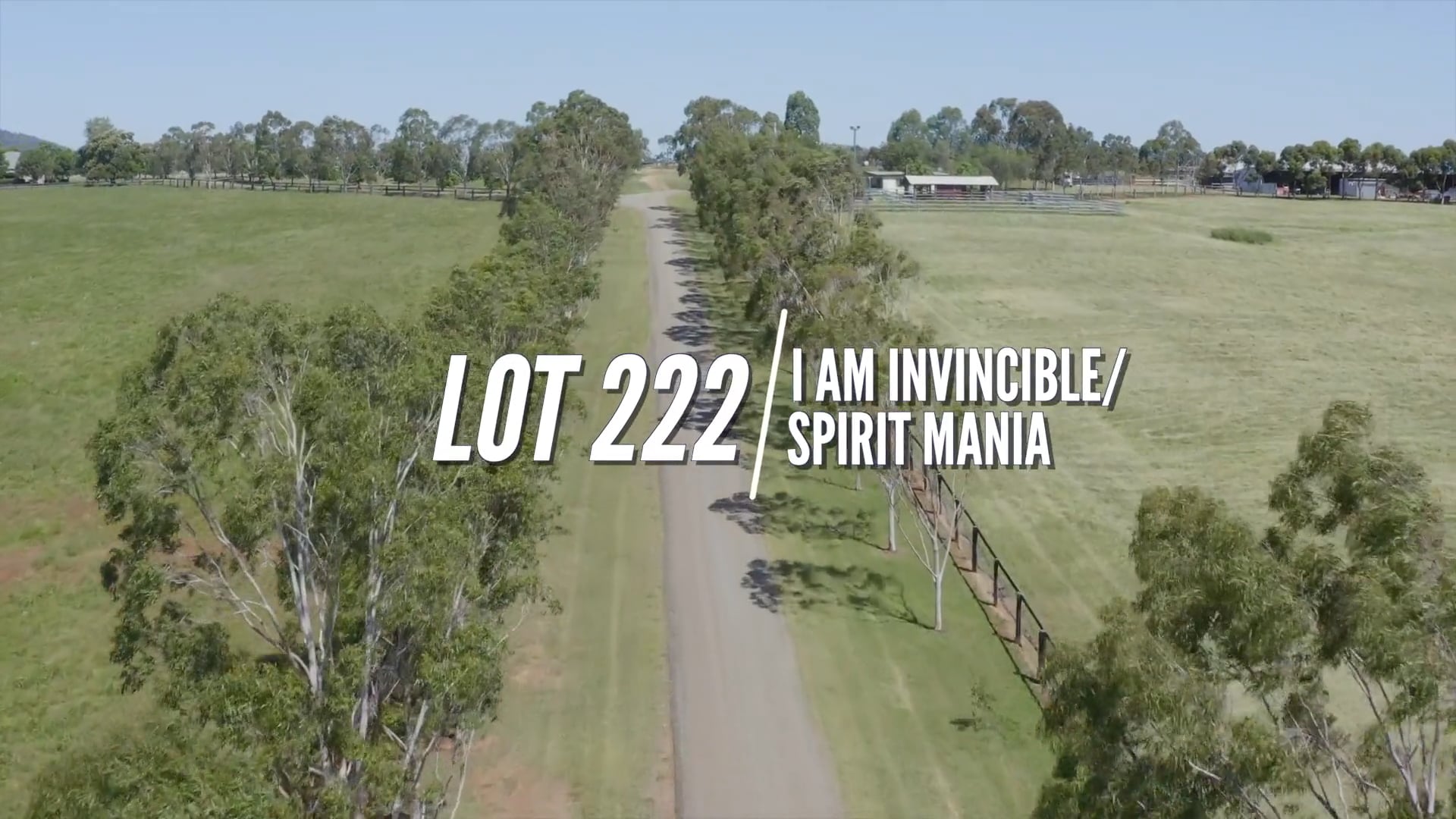 Lot 222 - I Am Invincible/Spirit Mania Filly on Vimeo