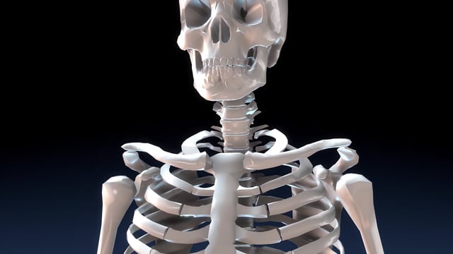 Sistema Esquelético Esqueleto - Free video on Pixabay