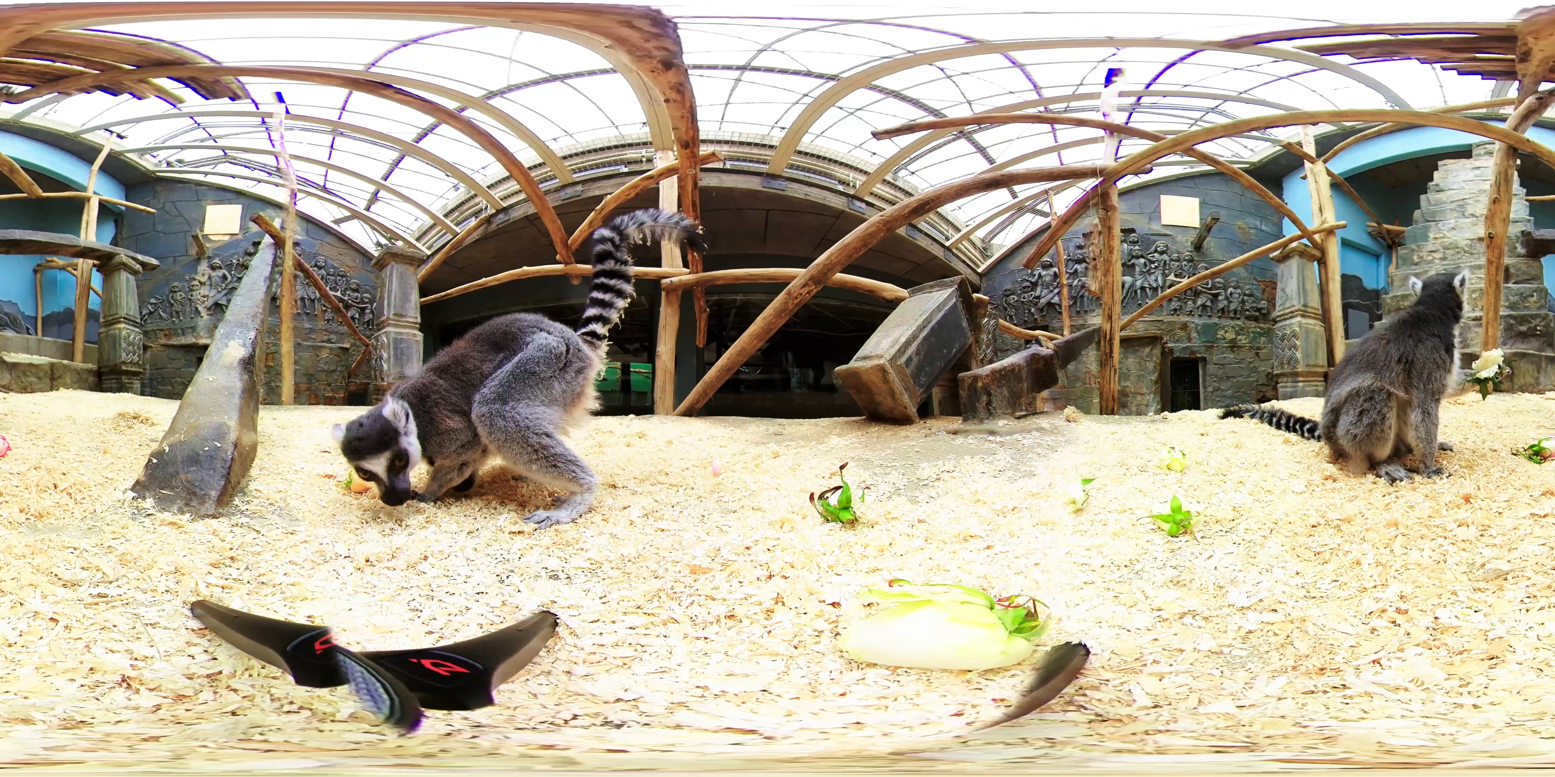 KMDA_ZOO_360_RINGSTAARTMAKI on Vimeo