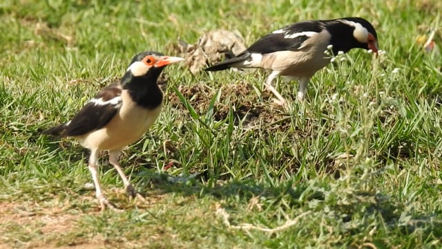 Mania, Birds, Wildlife. Free Stock Video - Pixabay
