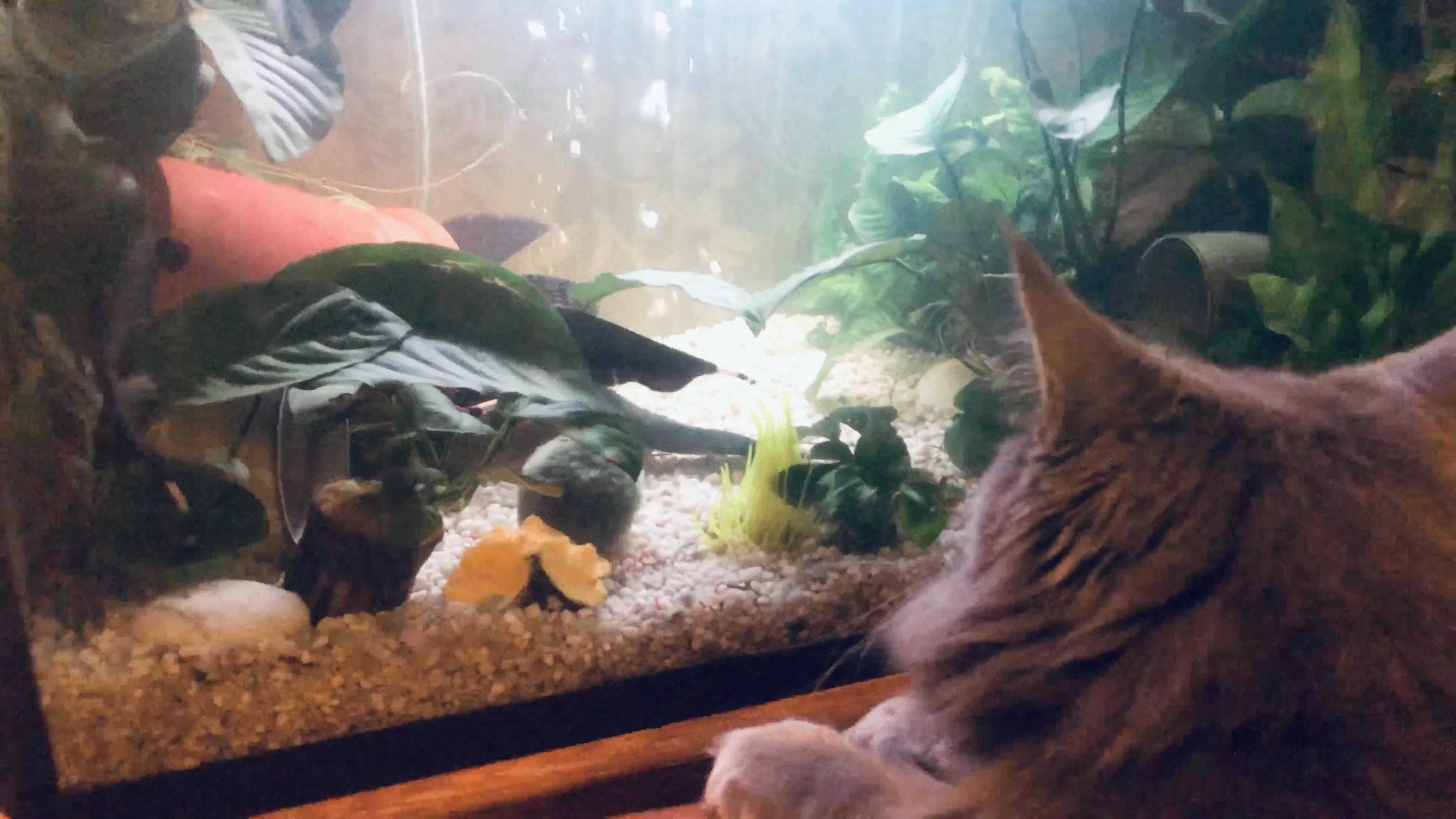 Fish TV on Vimeo