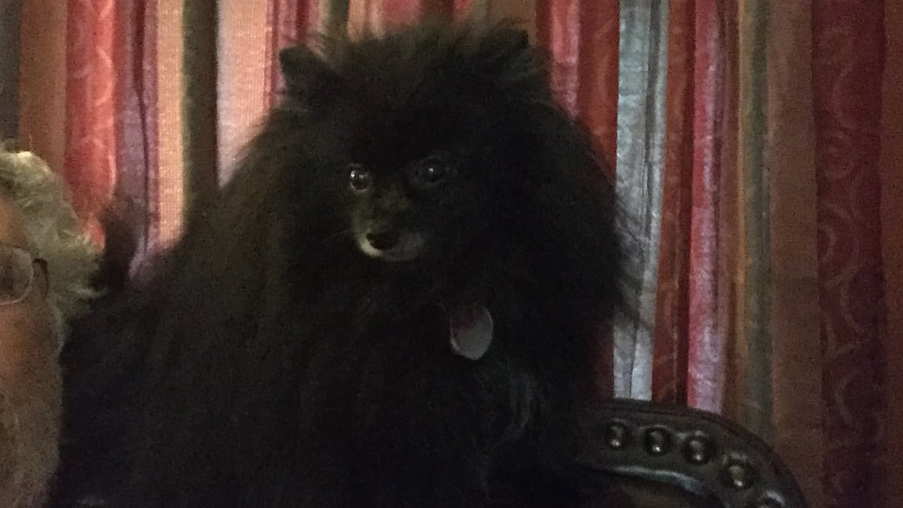 Doggie Cam 2020 on Vimeo