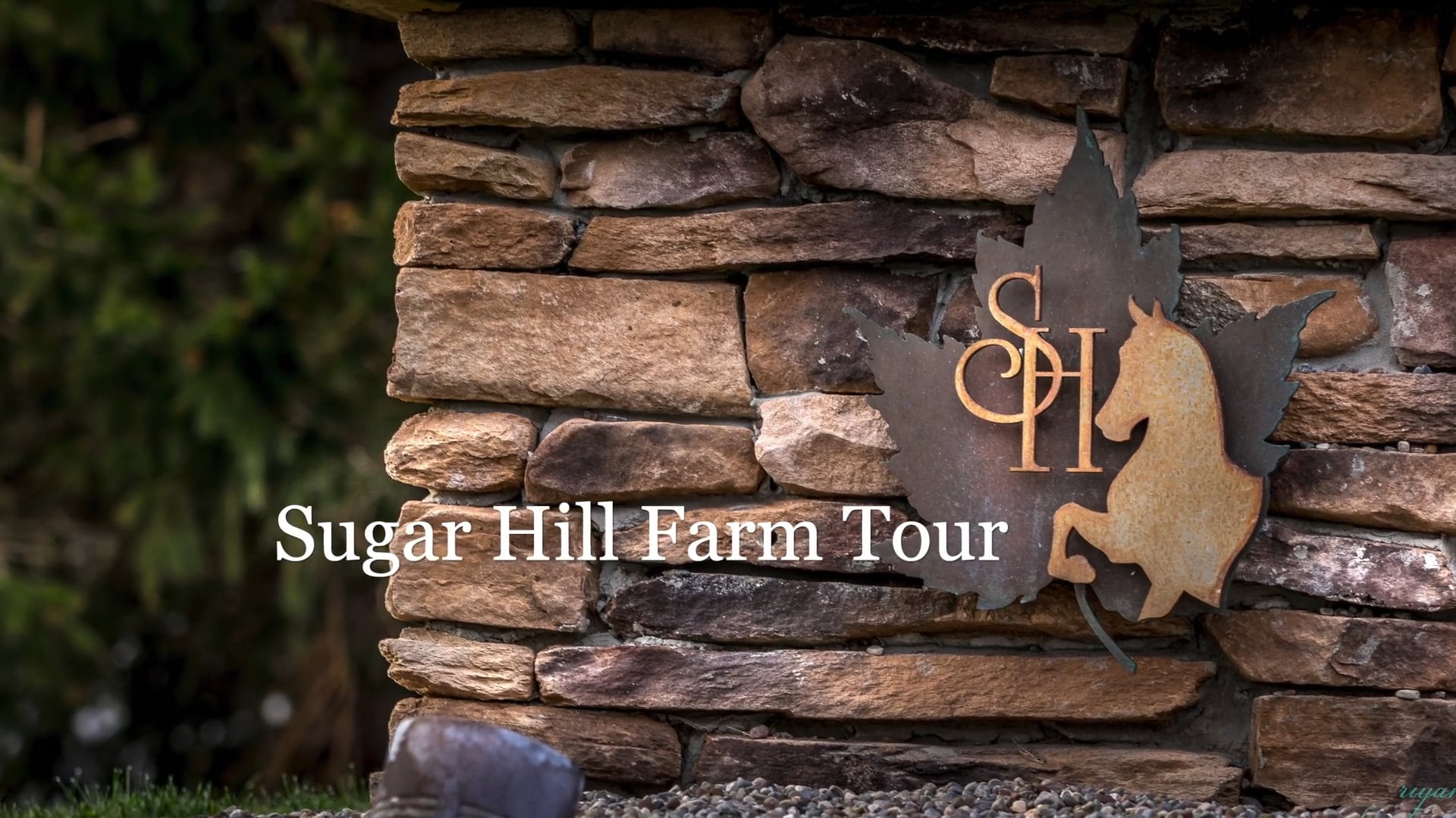 Home | Sugar Hill Arabians