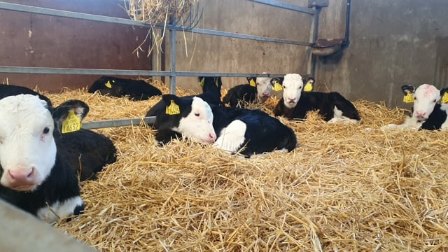 Farmers Journal – For the Latest Farming News in Ireland