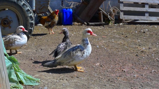 Pato Patos Animales - Free video on Pixabay - Pixabay