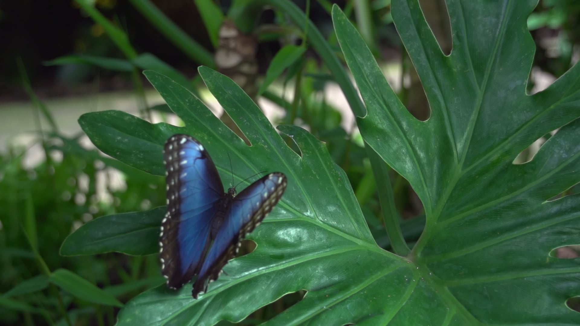 Butterfly on Vimeo