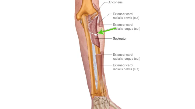 Forearm Muscles Cadaver