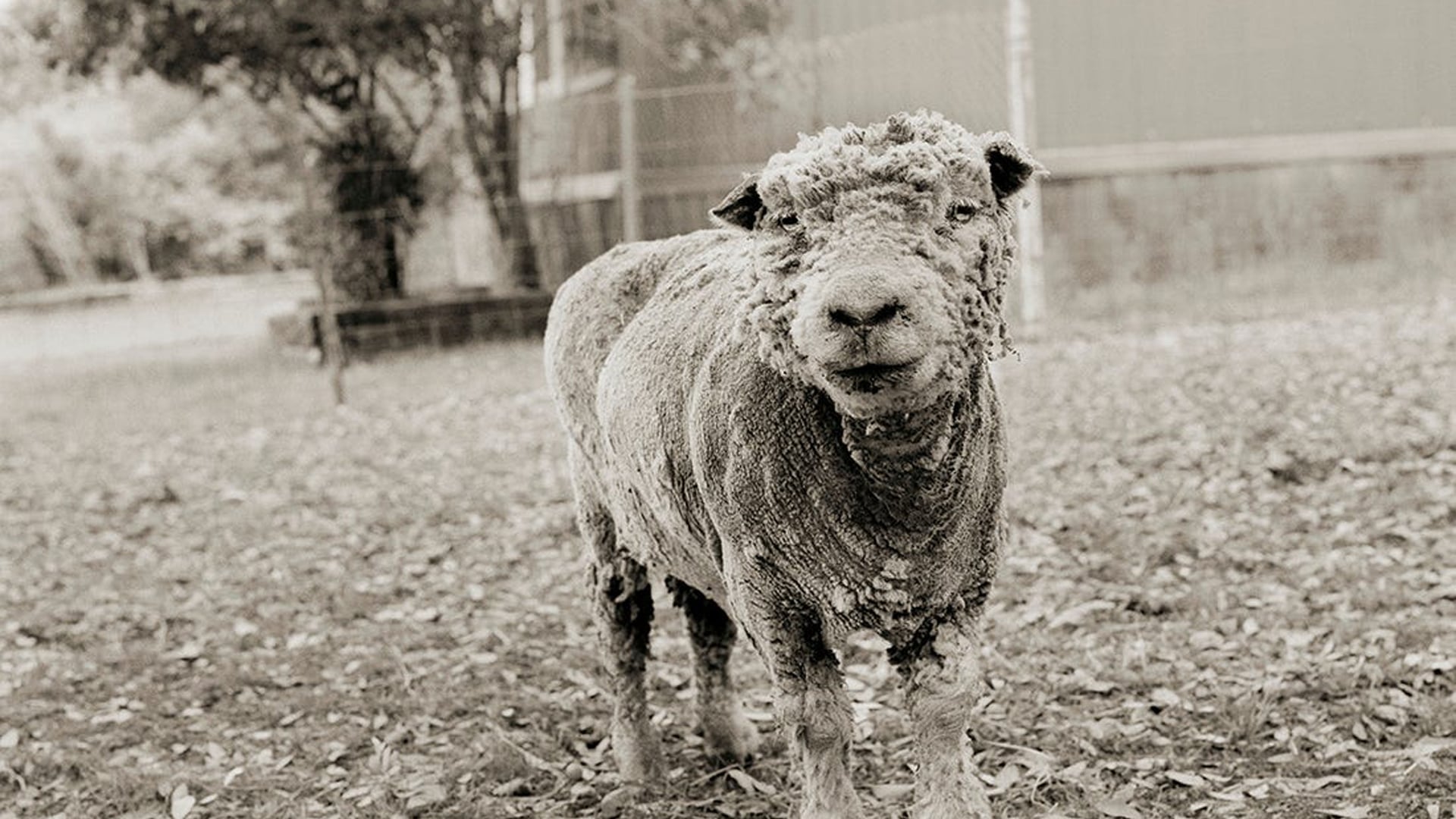 Elderly Animals: Photographs by Isa Leshko