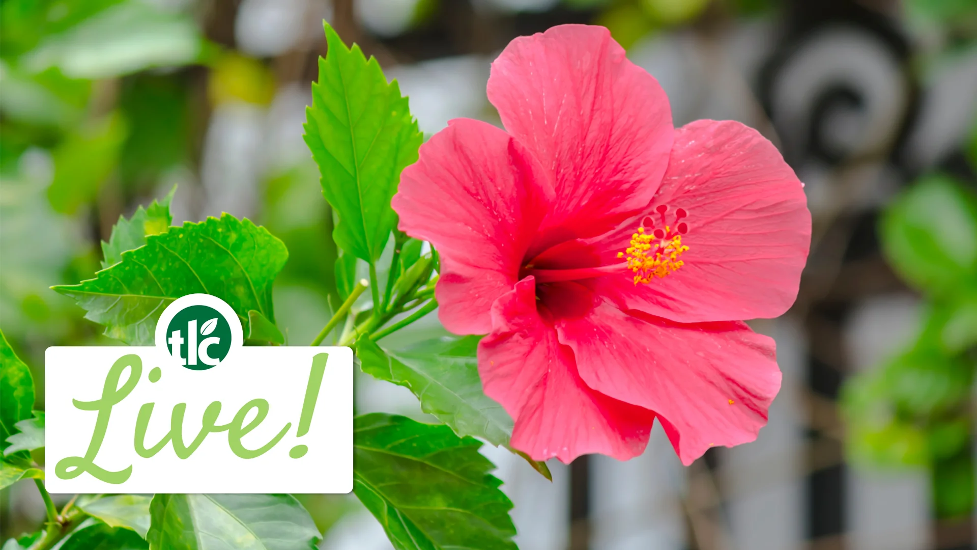 TLC Live | 040820 on Vimeo